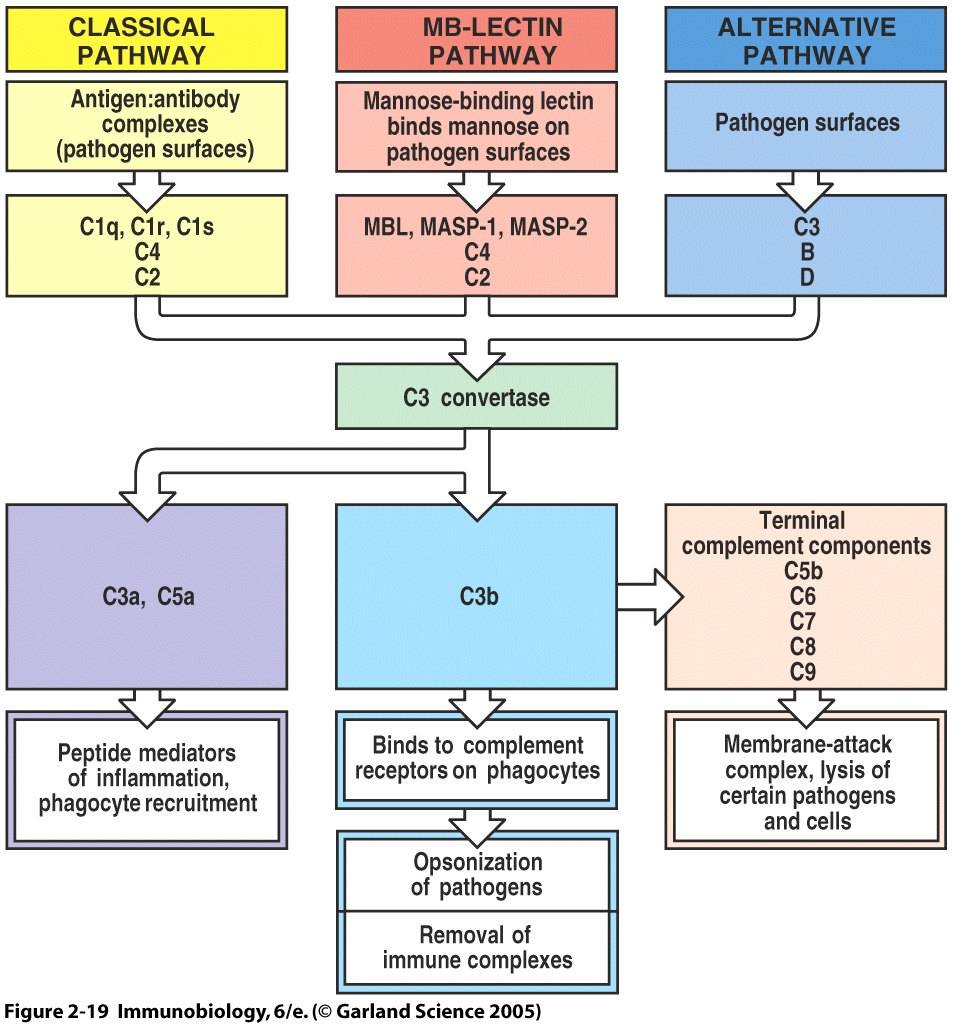 Microbiology Stories Complement Activation